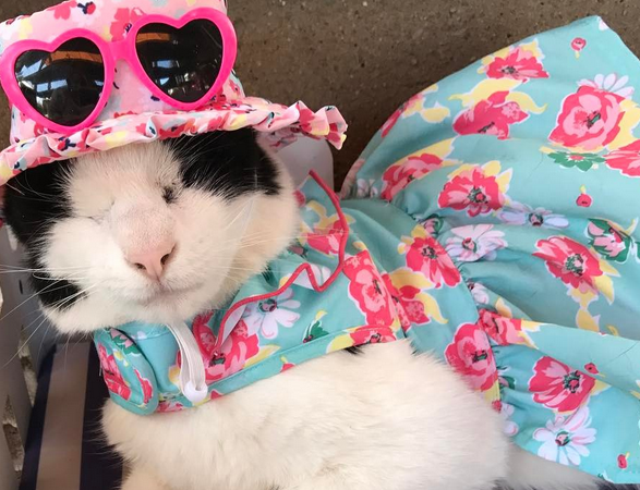 16 Of The Most Amazing Blind Cats You Need To See Right Now! – Meow As ...