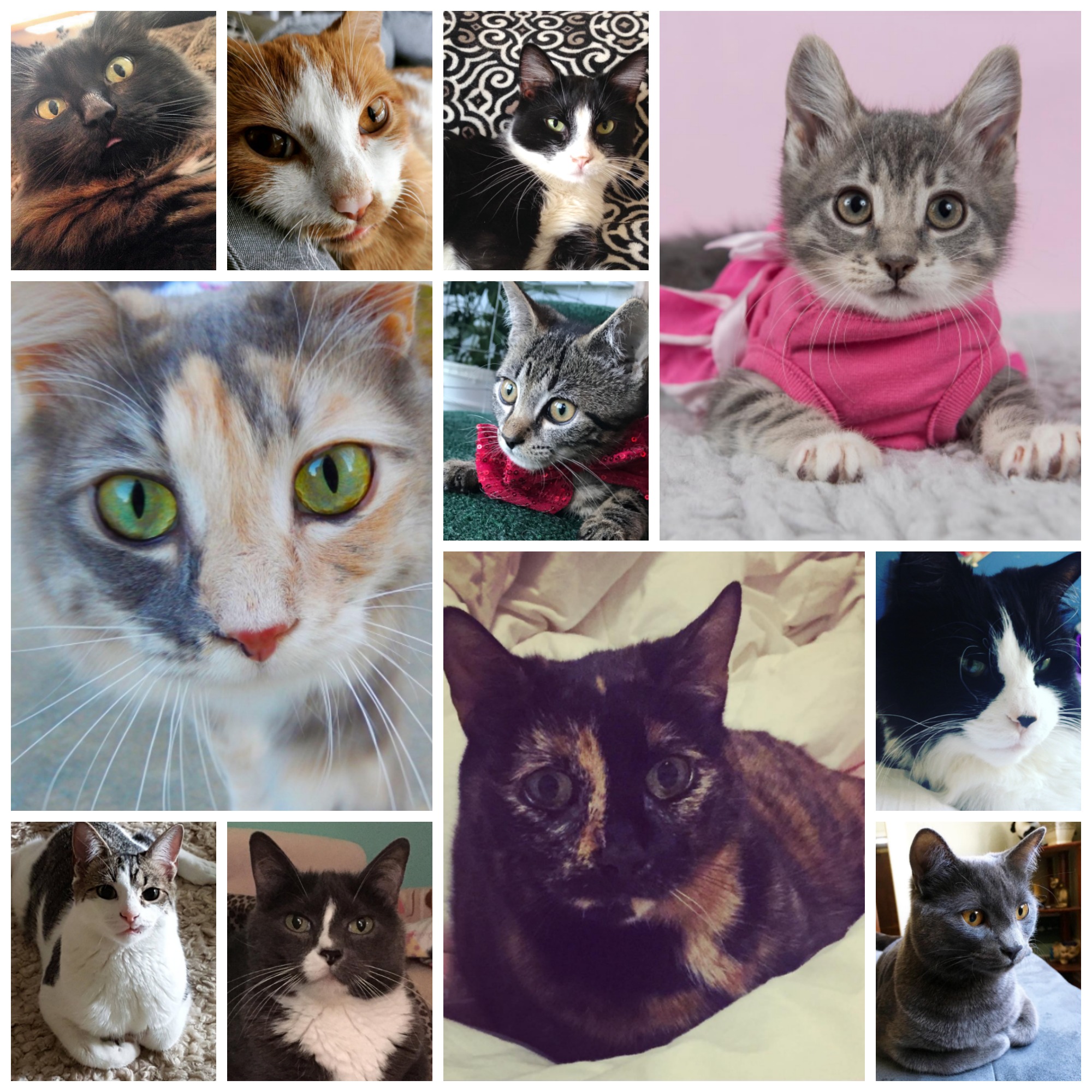 Which Wobbly Cat Are You? Take This Quiz To Find Out! – Meow As Fluff