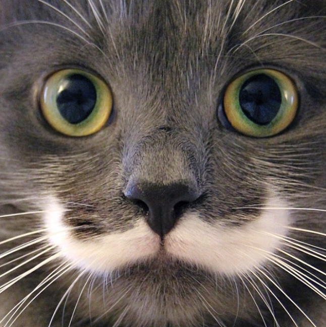 Meet Hamilton, The Hipster Cat With An Awesome Mustache! – Meow As Fluff