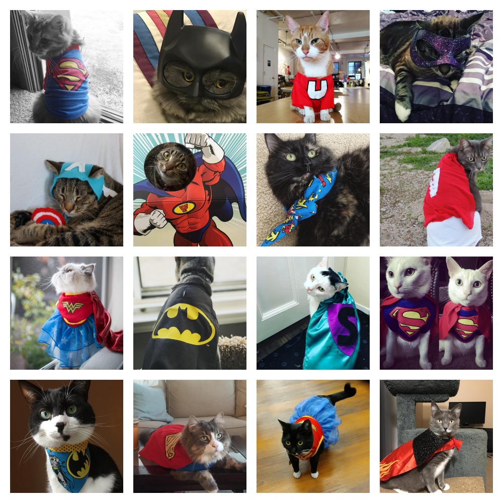 Adorable Cats Who Totally Look Like Superheroes! – Meow As Fluff
