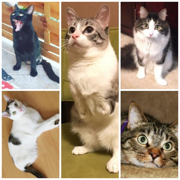 Handmade Kickers Your Kitty Will Love! – Meow As Fluff