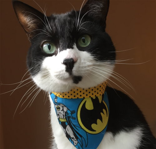 Meet The Adorable Tripod Cat Who Looks Like A Crime Fighting Superhero ...