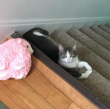 Meet An Adorably Different Squitten Cat Who Has Radial Hypoplasia ...