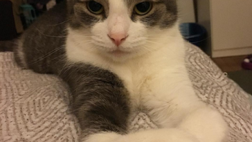 Meet The Cat With A Chromosomal Abnormality Who Found A Loving Home ...