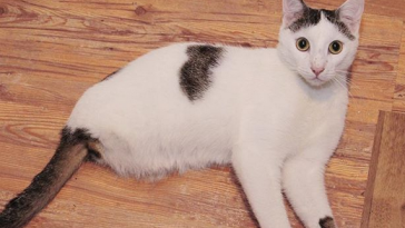 Meet The Cat With A Chromosomal Abnormality Who Found A Loving Home ...