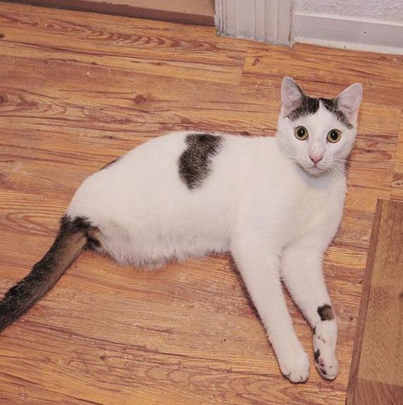 Meet The Amazing Two-legged Cat Who Was Living On The Street When He ...