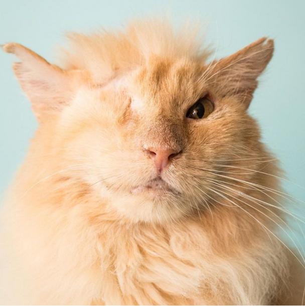 meowAF – because you're meowAF