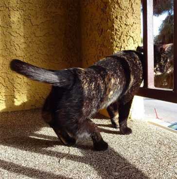 Meet The Cat With Unique Back Legs Who Doesn’t Let Anything Stop Her ...
