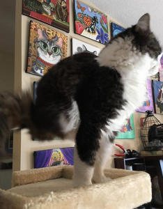 Meet The Cat Who Was Born Without Hind Legs Or A Pelvis And Was Rescued ...