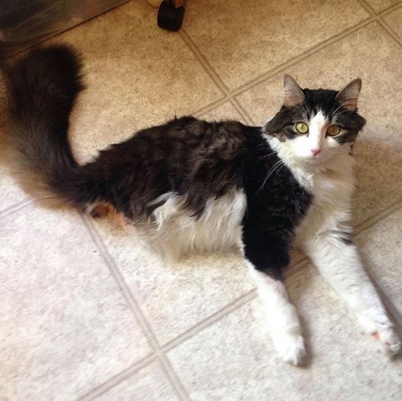 Meet The Cat Who Was Born Without Hind Legs Or A Pelvis And Was Rescued ...