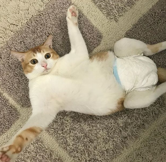 Meet The Adorable Cat With Hind Leg Paralysis Who Was A Kitten Living ...