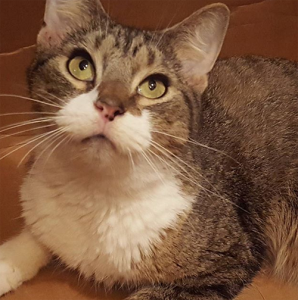 Meet The Handsome Wobbly Cat Who Found The Purrfect Home After His ...