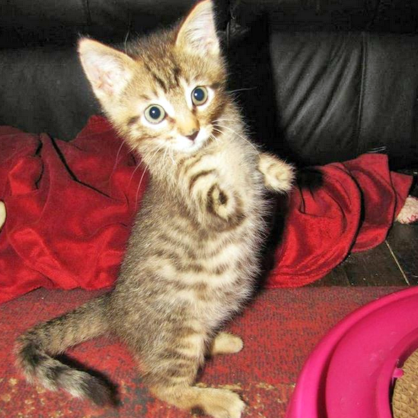 Meet The Incredible Cat Who Lost His Front Legs In An Accident But ...