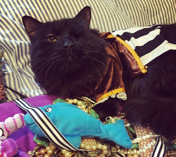 Meet The Adorable One-eyed Munchkin Cat Who Found The Purrfect Home ...