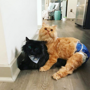 Meet The Adorable Cat Who Was Discovered On The Streets Of Dubai ...