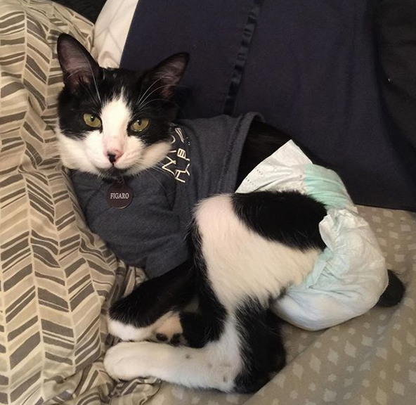 Meet The Adorable Diaper Cat Who Was Rescued From Suspected Abuse ...