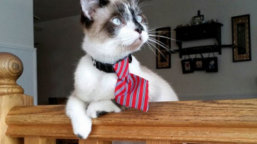 Meet An Adorably Different Squitten Cat Who Has Radial Hypoplasia ...