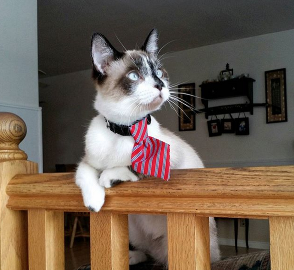 Meet The Adorable Cat “Kangaroo” Cat Who Found An Amazing Forever Home ...