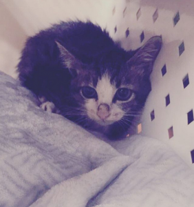 Meet The Adorable Two-legged Kitten Who Was Rescued From The Streets Of ...