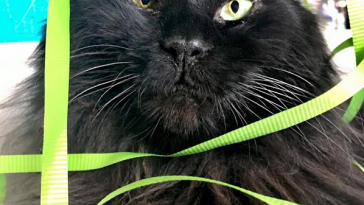 Meet The Incredibly Fluffy “Werewolf Cat” With Hypertrichosis Who Stole ...