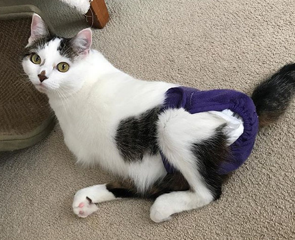 Meet Pixie, The Adorable Cat With Hind Leg Paralysis Who Wants To Scoot ...
