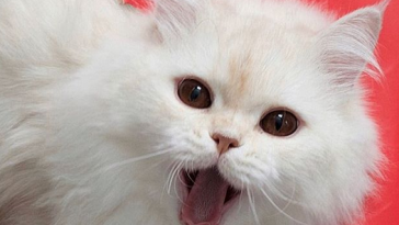 Meet The Incredibly Fluffy “Werewolf Cat” With Hypertrichosis Who Stole ...
