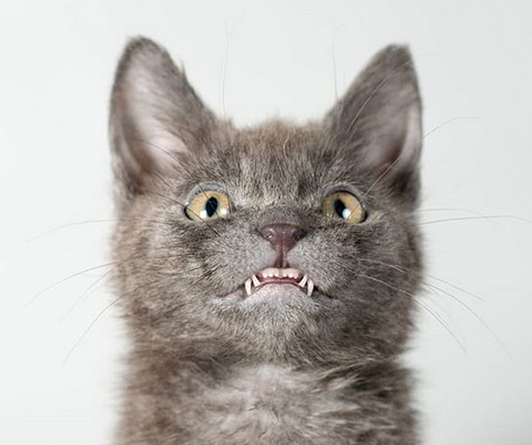 Meet The Adorable Kitten With An Overbite Who Made An Incredible ...