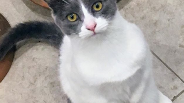 Meet The Adorable Cat With Radial Hypoplasia Who Stole Her Foster Mom’s ...