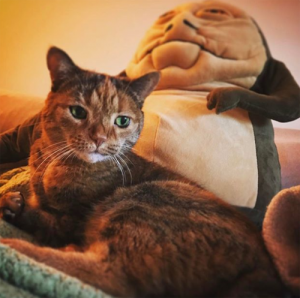 Meet The Sassy & Sweet Squitten Cat Whose Mom Thinks She Was A Birthday ...