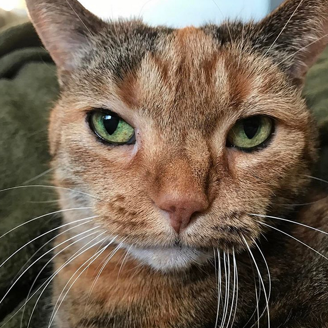 Meet The Sassy & Sweet Squitten Cat Whose Mom Thinks She Was A Birthday ...