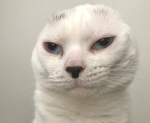 Meet The Stunning Earless Senior Cat Who Is The Purrfect Emotional ...