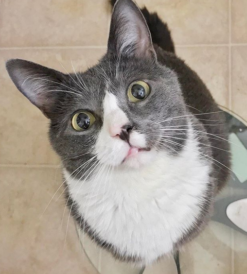 Meet The Adorable Deaf Cat Who Was Adopted As A Fospice Kitten And Is ...