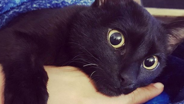 Meet The Incredibly Fluffy “Werewolf Cat” With Hypertrichosis Who Stole ...