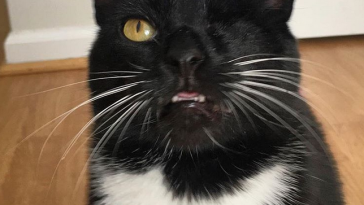 Meet The Cat With A Chromosomal Abnormality Who Found A Loving Home ...