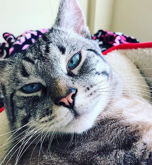 Meet Muse, The Stunning Cat Who Was Saved From A Fire, Recovered From ...
