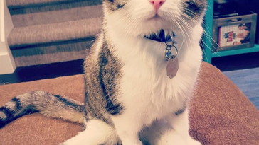 Meet The Incredibly Fluffy “Werewolf Cat” With Hypertrichosis Who Stole ...