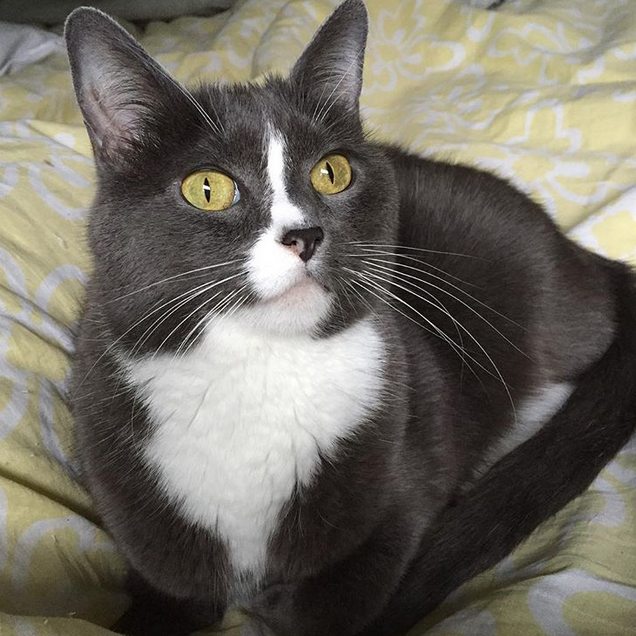 Meet The Gorgeous Wobbly Cat Who Escaped Euthanasia As A Kitten And Is ...