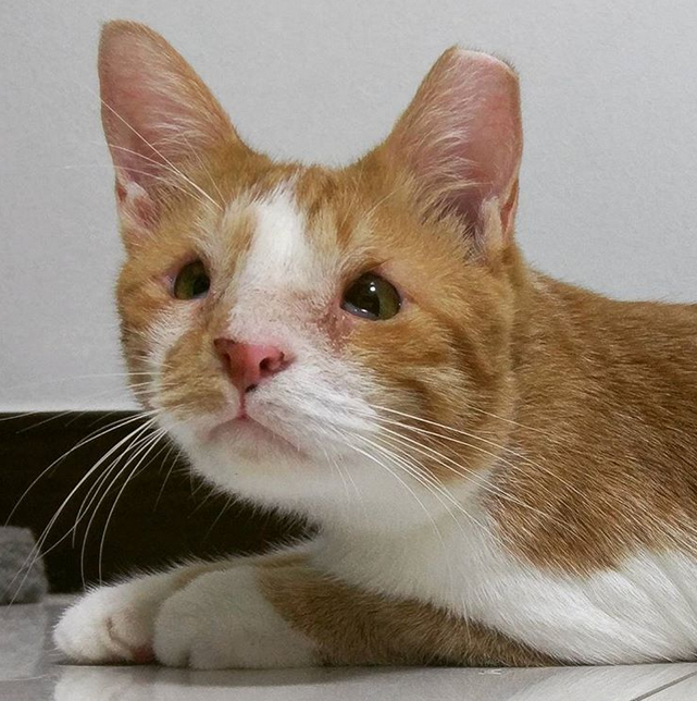 Meet The Adorable Cat Without Eyelids Who Was Rescued From The Streets ...