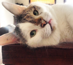 Meet The Adorable Cat With A Cleft Palate And Asthma Who Is His Dad’s ...