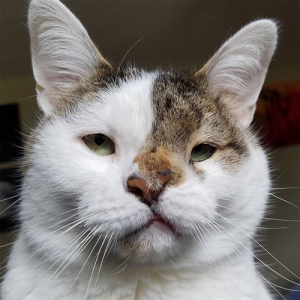 Meet The Adorable Cat With A Cleft Palate And Asthma Who Is His Dad’s ...