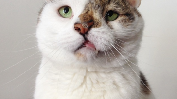 Meet The Cat With A Chromosomal Abnormality Who Found A Loving Home ...