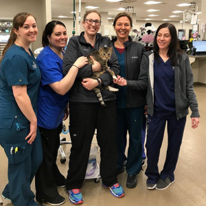 Meet Clint, The Incredible Cat Who Learned To Walk Again After A Bullet ...