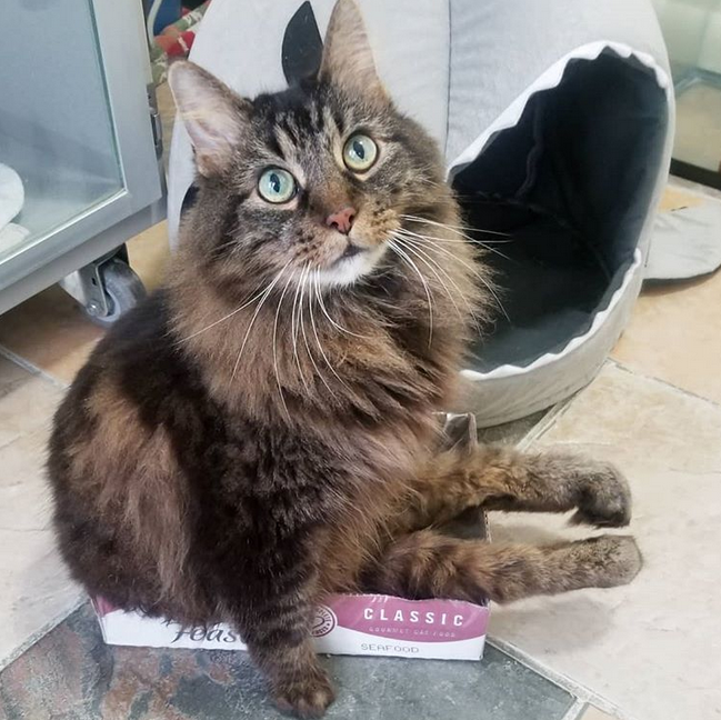 Meet The Gorgeous Cat With Hind Leg Paralysis Who Recently Retired ...