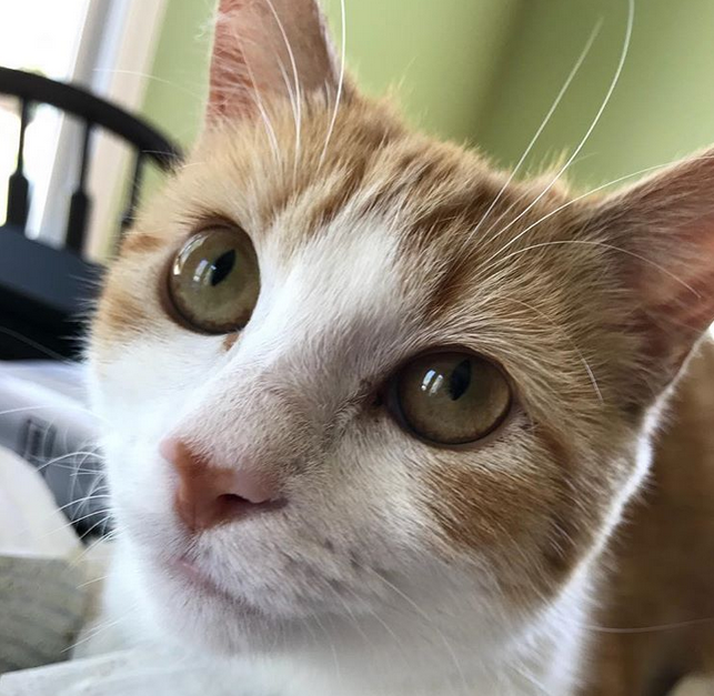 Meet Garfield, The Adorable Cat Who Survived Pyrethroid Toxicity And ...