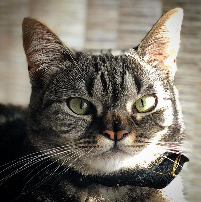 Meet The Adorable Wobbly Cat With A Cleft Nose Who Helped Unite Her ...