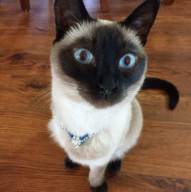 Meet The Adorable Three-legged Cat Who Was Rescued From The Desert And ...