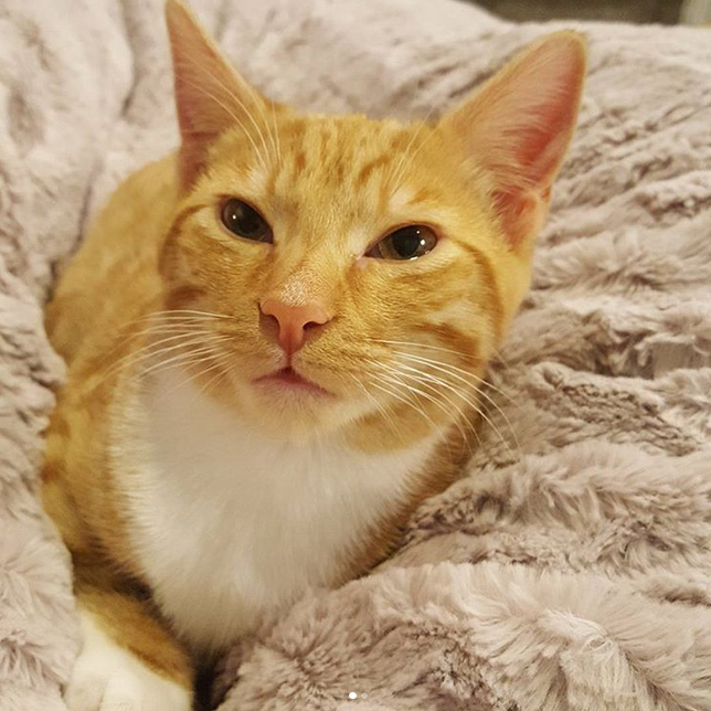 Meet Reggie, The Adorable Kitten With Hind Leg Paralysis Who Is Looking ...