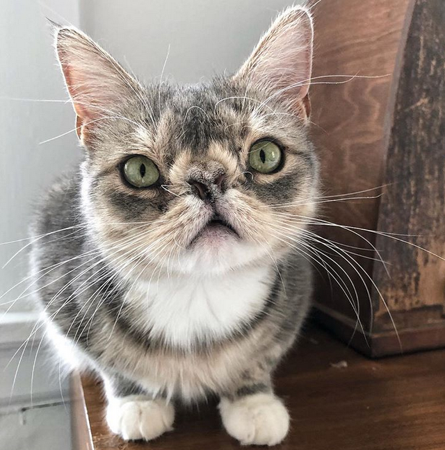 Meet The Adorable Cat With Chromosomal Abnormalities Who Stole Her ...