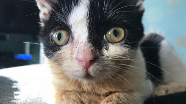 Meet The Cat With A Chromosomal Abnormality Who Found A Loving Home ...