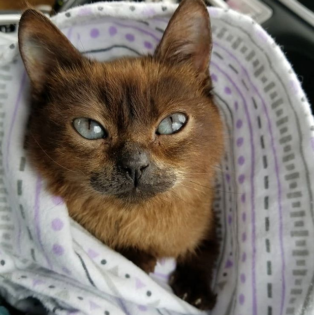 Meet The Tiny Kitten With Dwarfism, Blindness, And Hydrocephalus Who ...